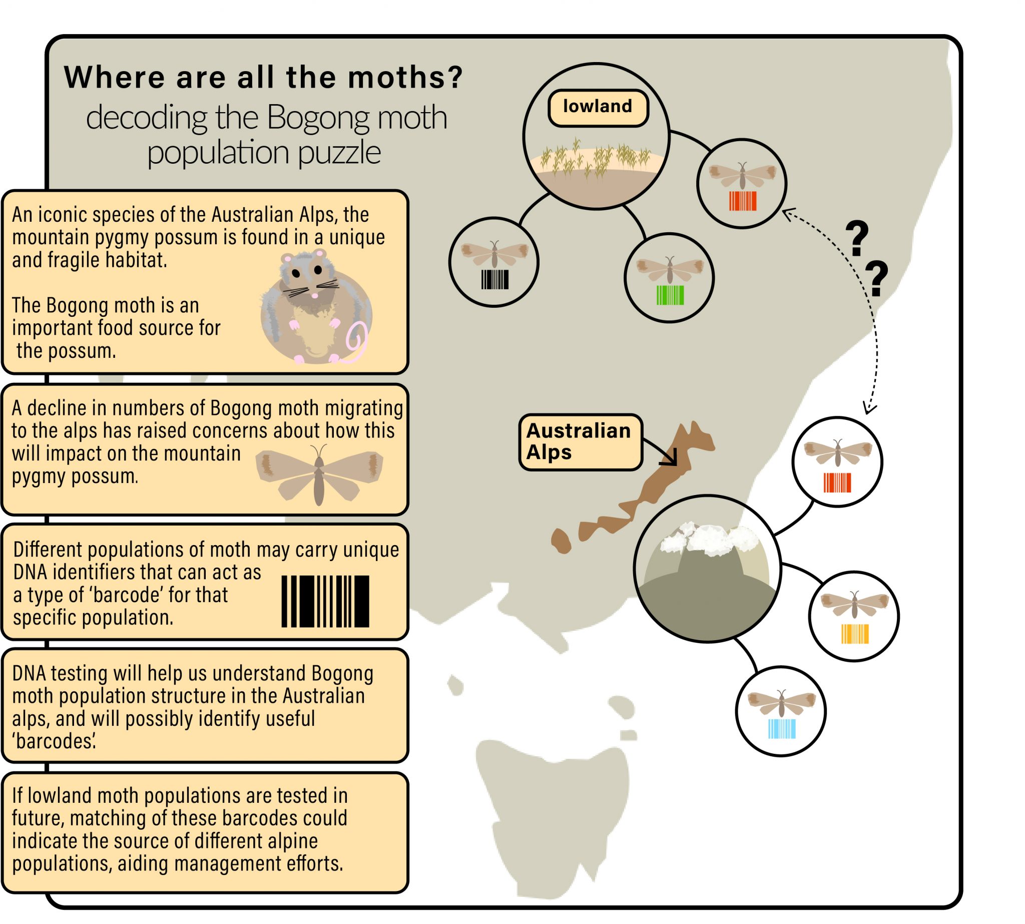 Last stop – the mountain pygmy possum dinner plate: uncovering the ...
