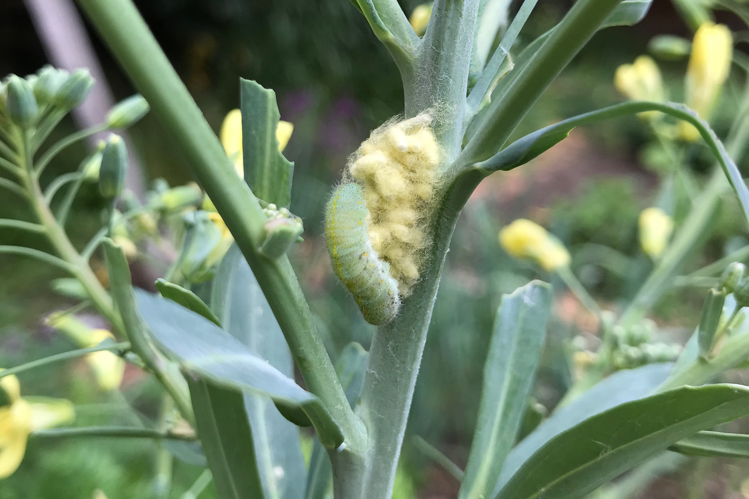 PestFacts articles – Page 4 – Cesar Australia