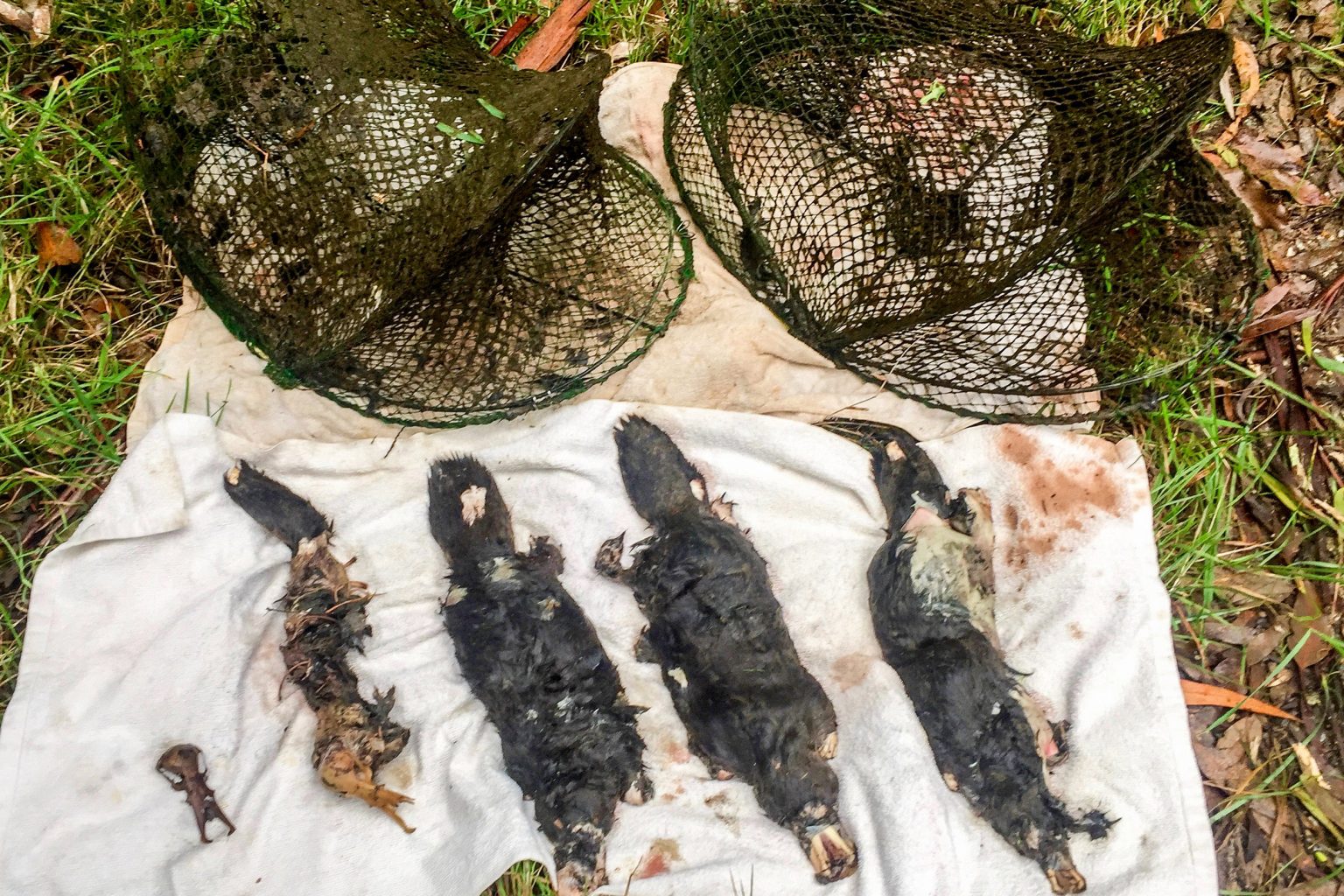 Victoria bans enclosed yabby nets to protect our iconic platypus ...