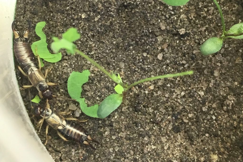 European earwig – Cesar Australia