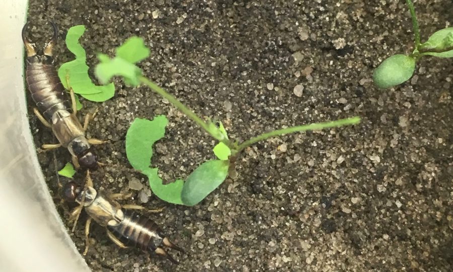 European earwig – Cesar Australia