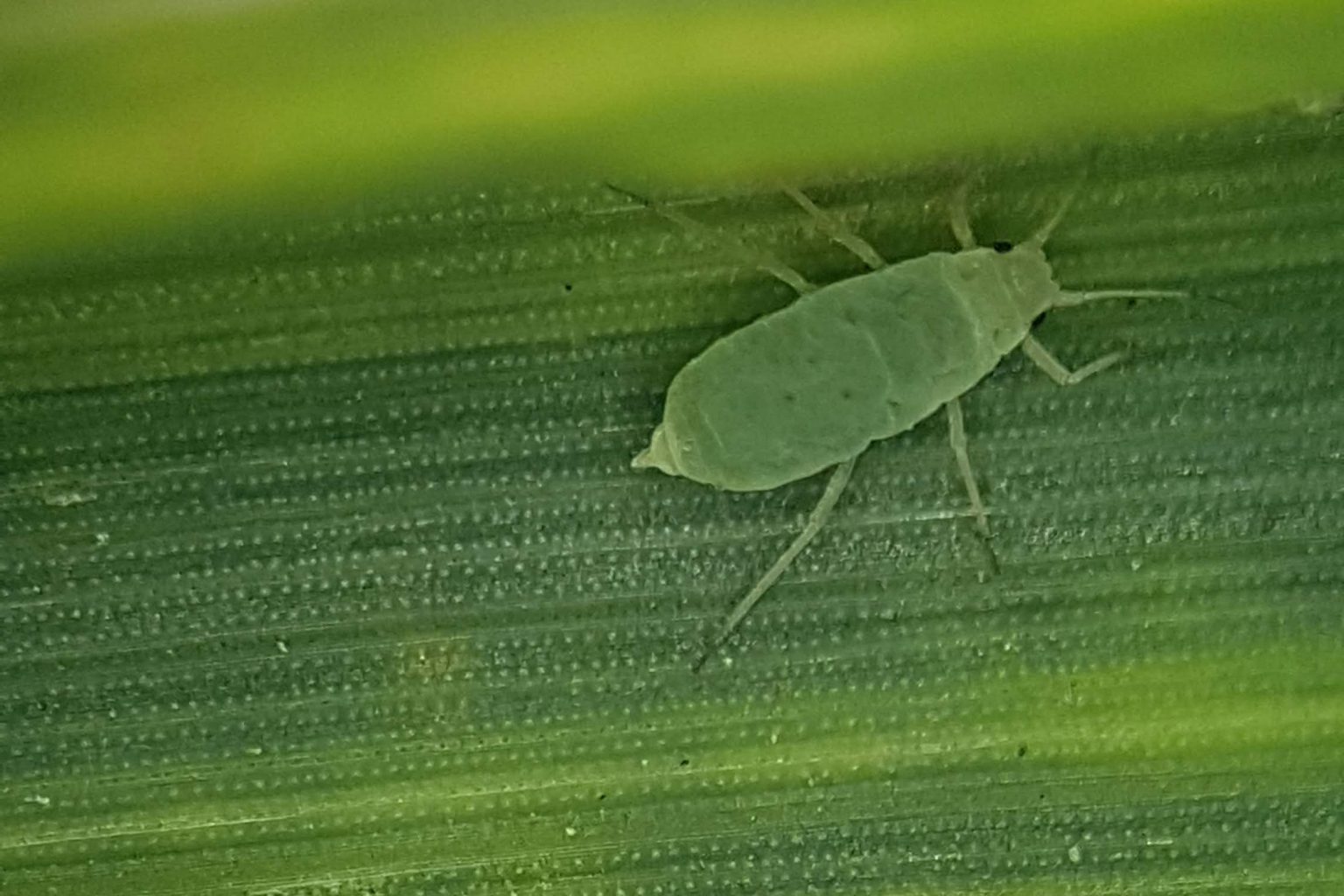 Russian Wheat Aphid Vs Rose Grain Aphid Cesar Australia