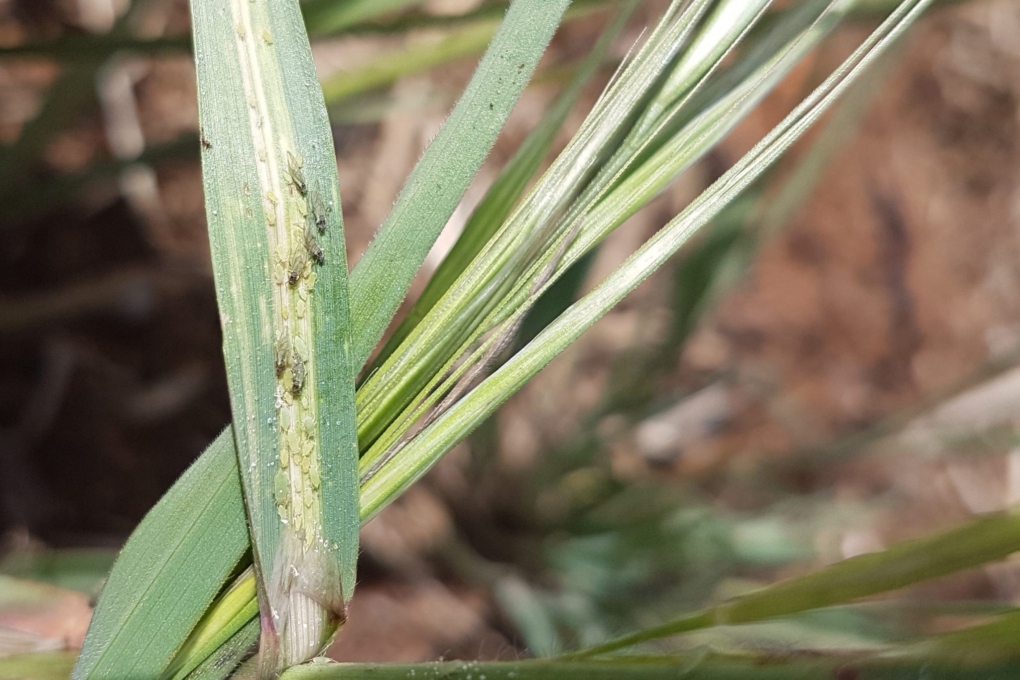 Managing Russian wheat aphid risk – pre-season considerations – Cesar ...