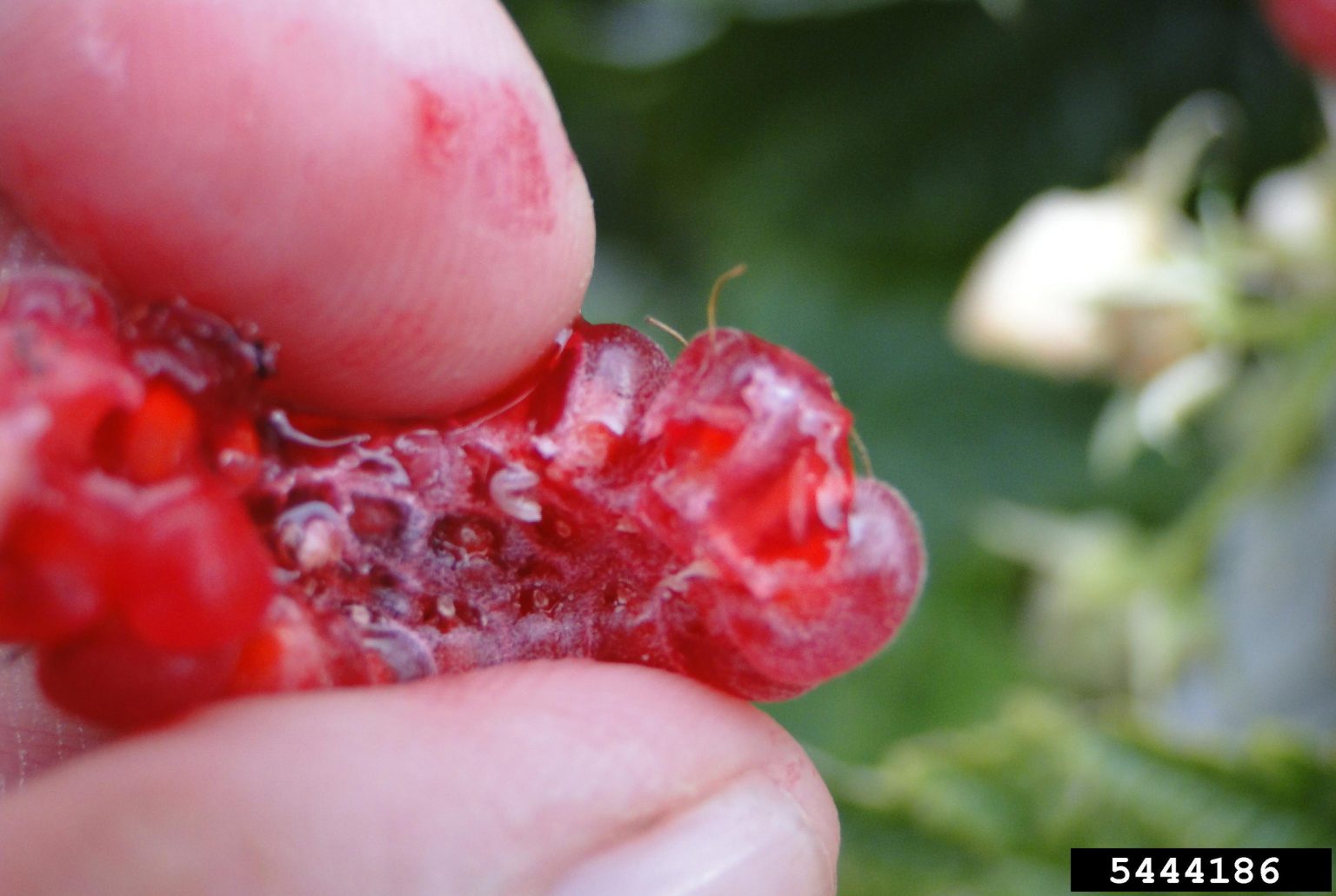 Spotted wing Drosophila: the overseas experience & tips to stay a step ...