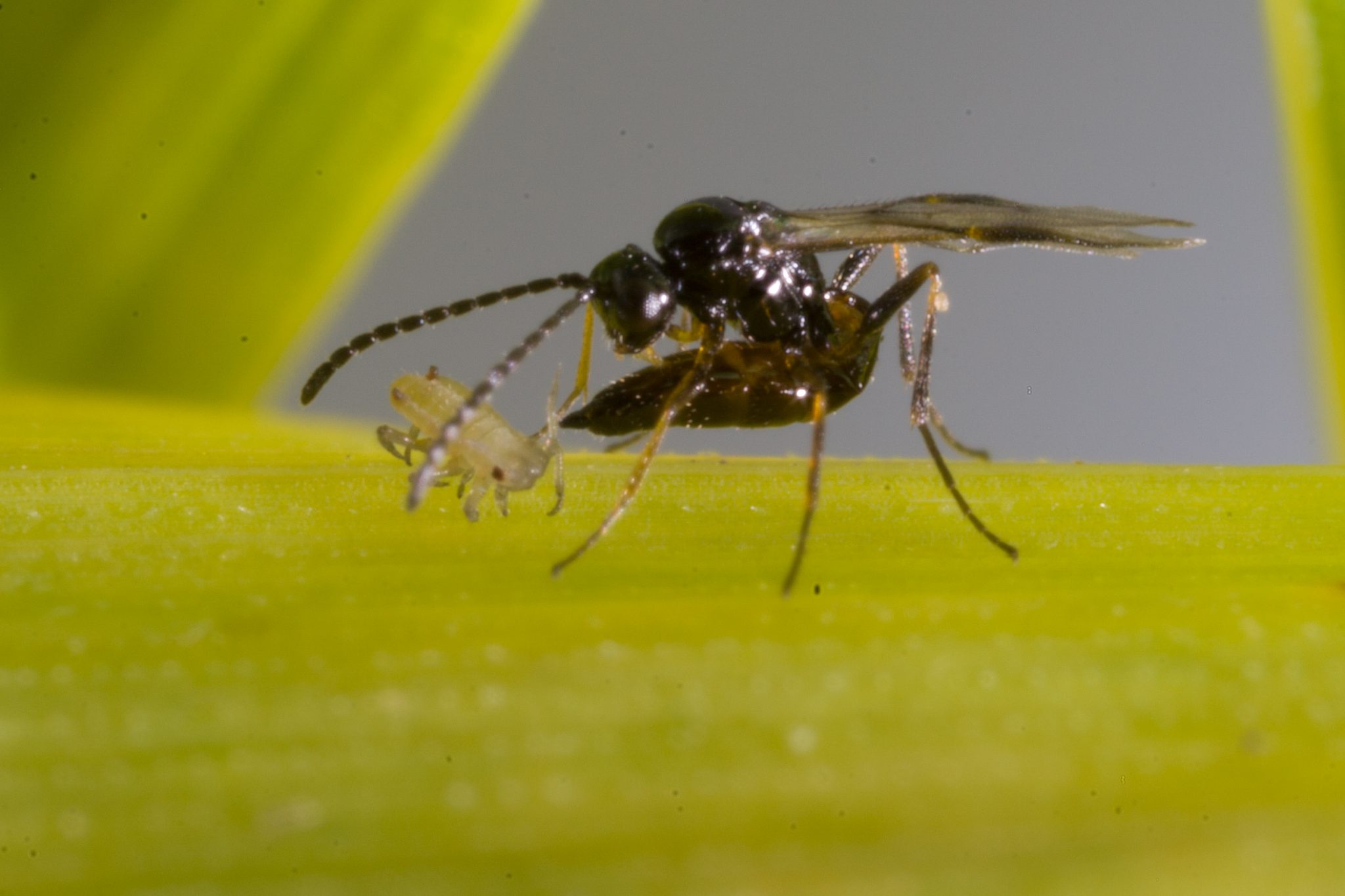 Aphid parasitoids – Cesar Australia