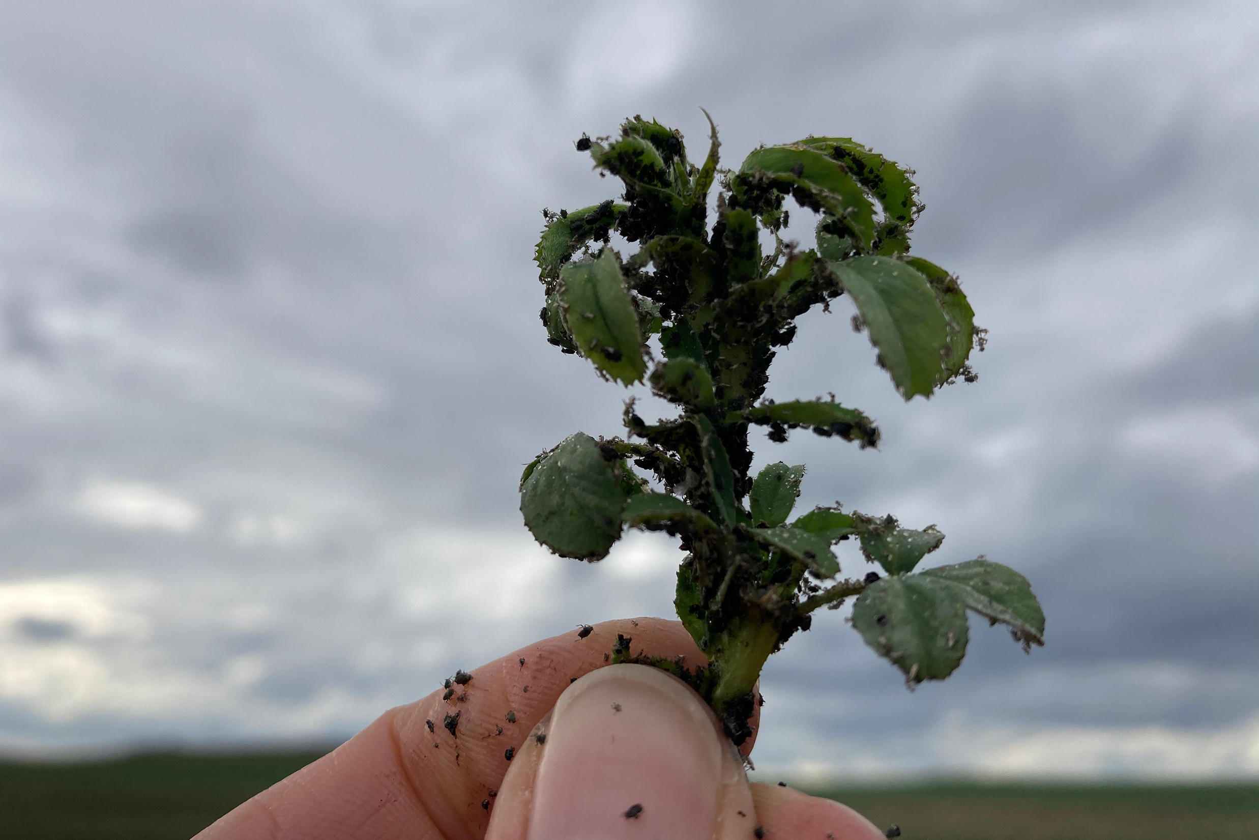 Cowpea aphid and photosensitisation – Cesar Australia