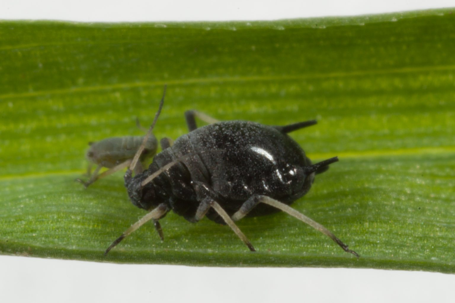 Cowpea aphid – Cesar Australia