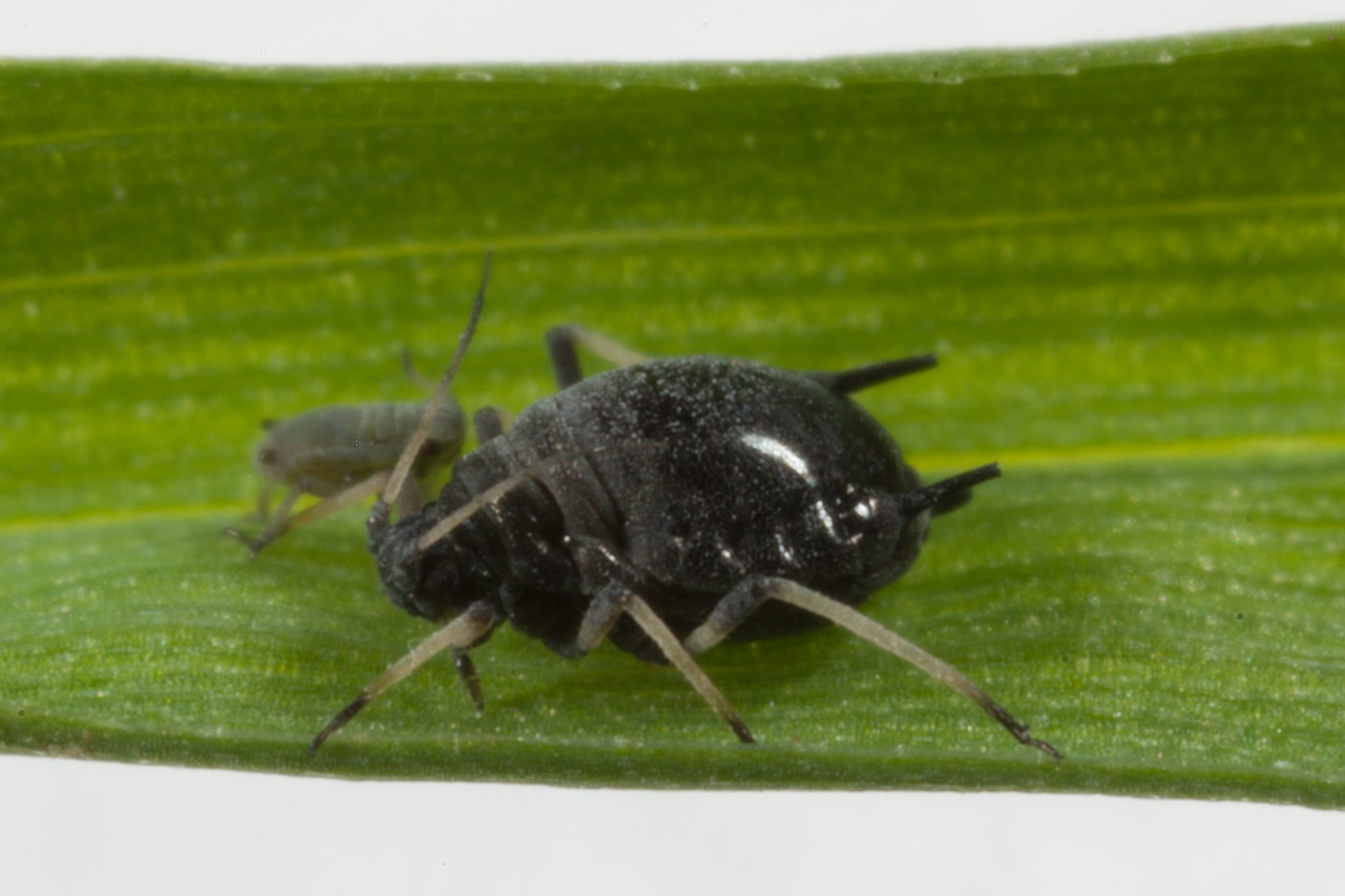 Cowpea aphid – Cesar Australia