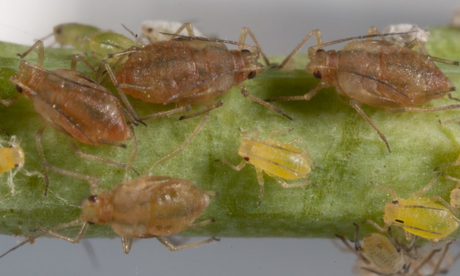 Summer fall armyworm update – Cesar Australia