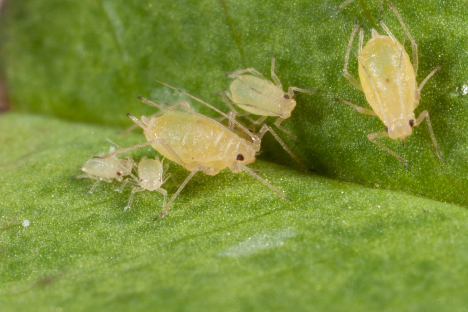 Green peach aphid – Cesar Australia