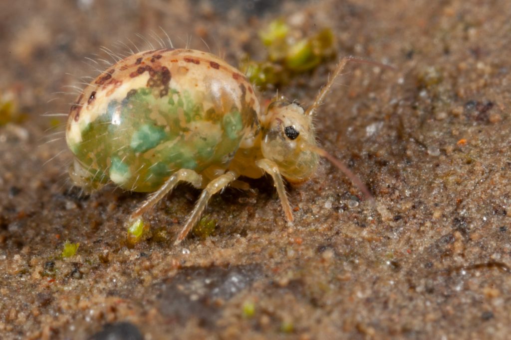 Springtails – Cesar Australia