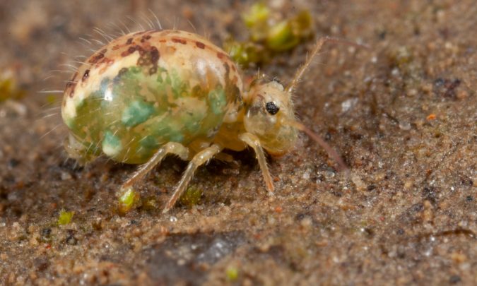 Springtails – Cesar Australia