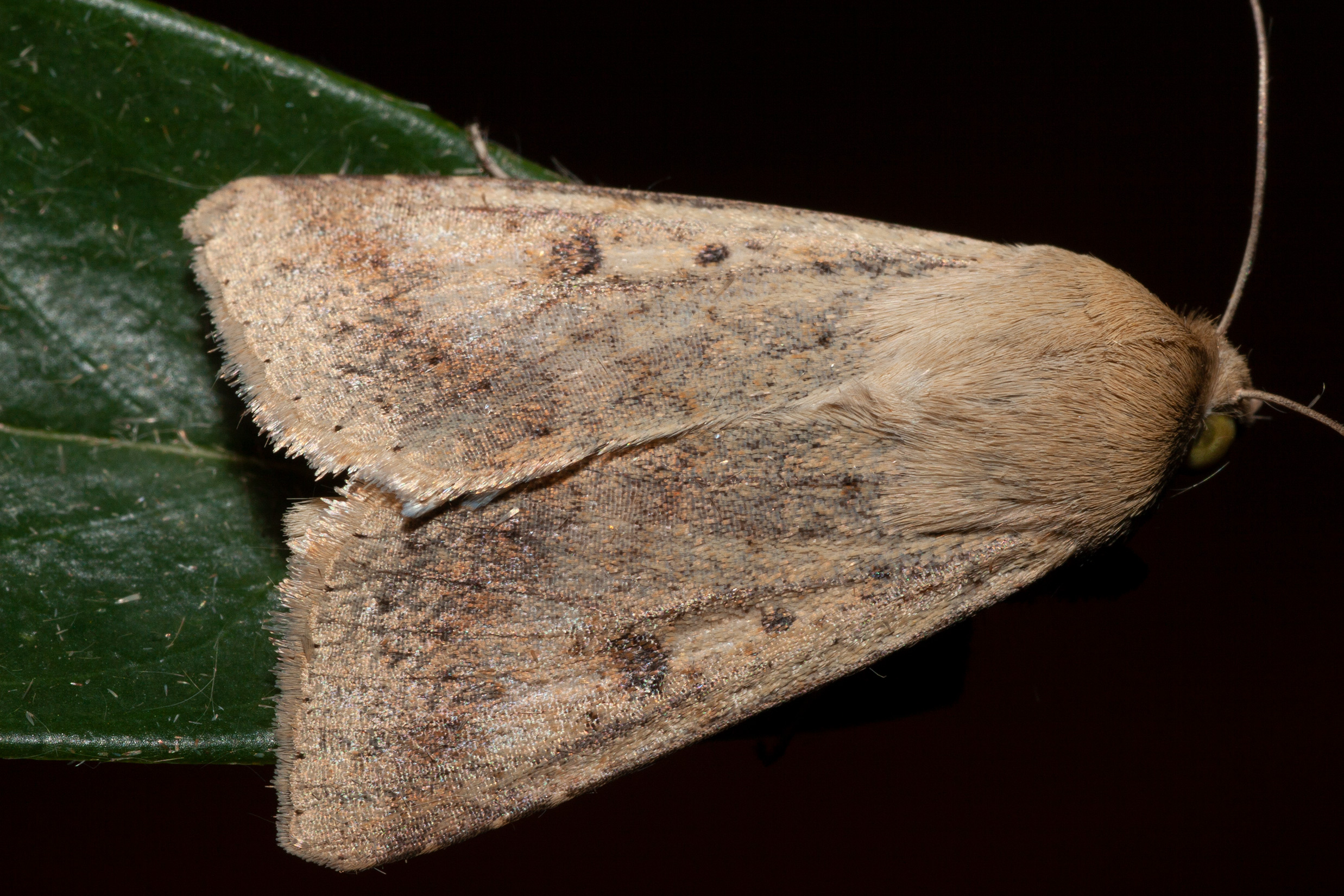 PestFacts articles – Page 3 – Cesar Australia