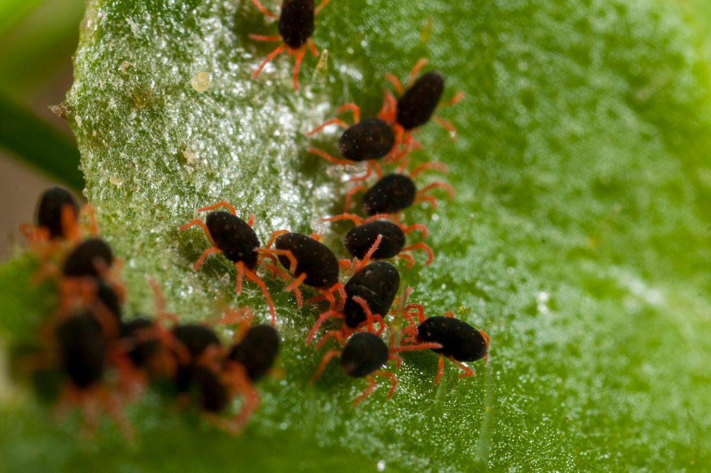 Mite Matters: Identifying and Managing Redlegged Earth Mites and Blue ...