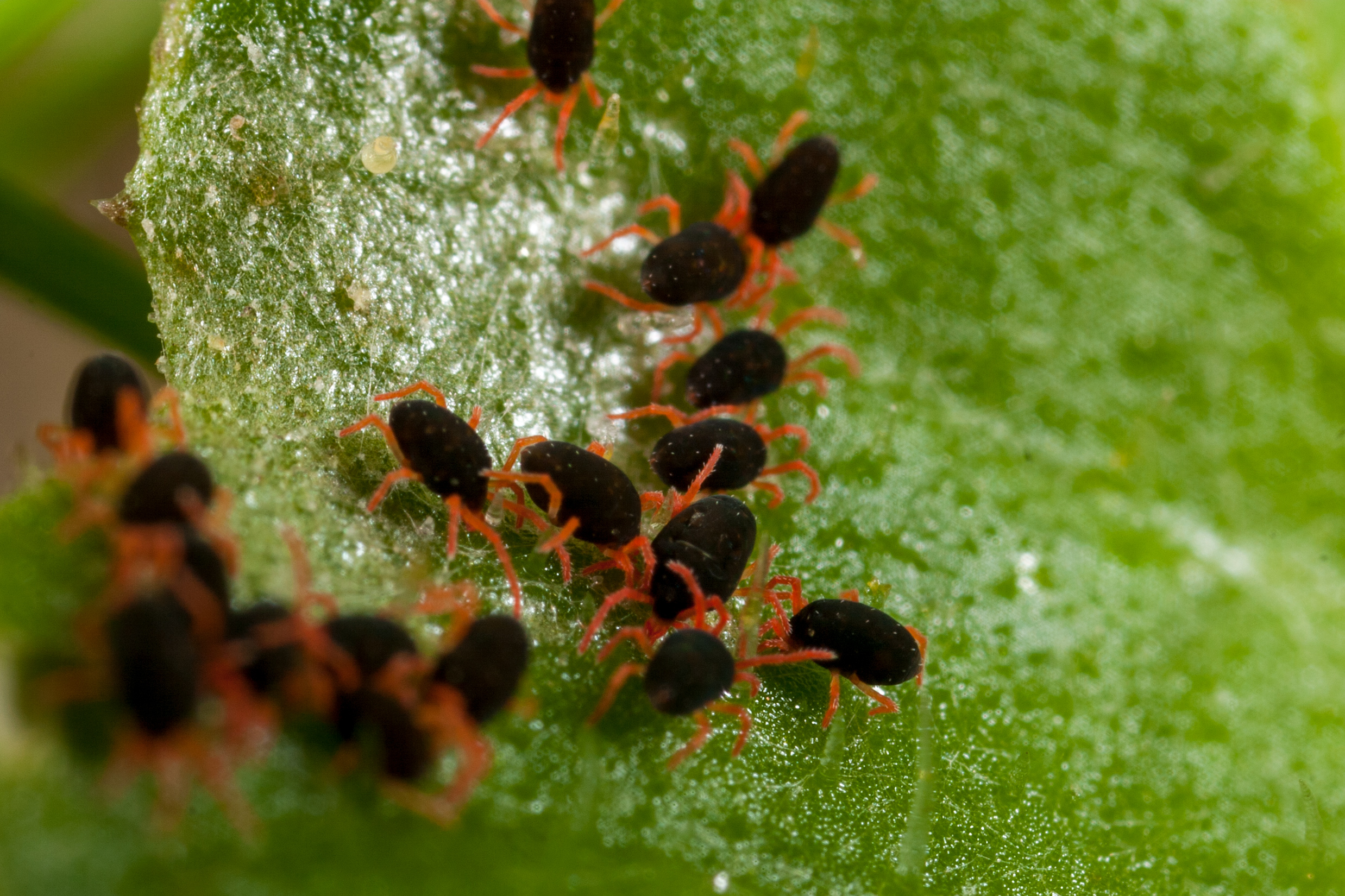 Free redlegged earth mite insecticide resistance testing – Cesar Australia