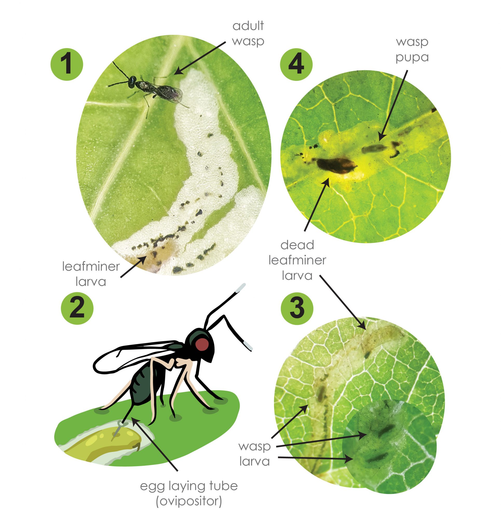 Far North Queensland wasp collections have exciting implications for ...