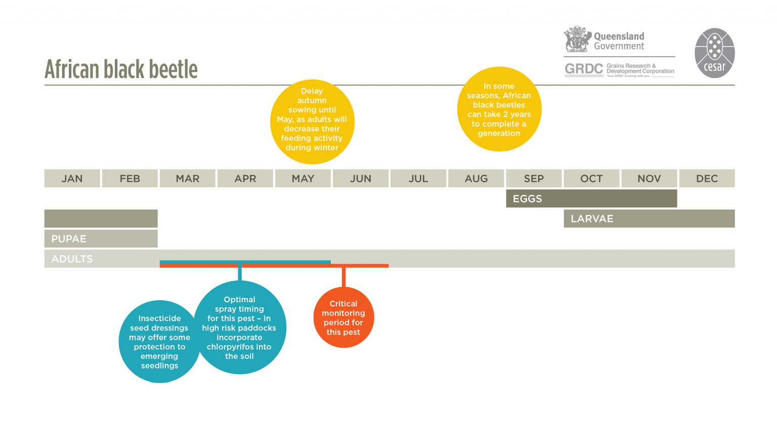 African black beetle – Cesar Australia