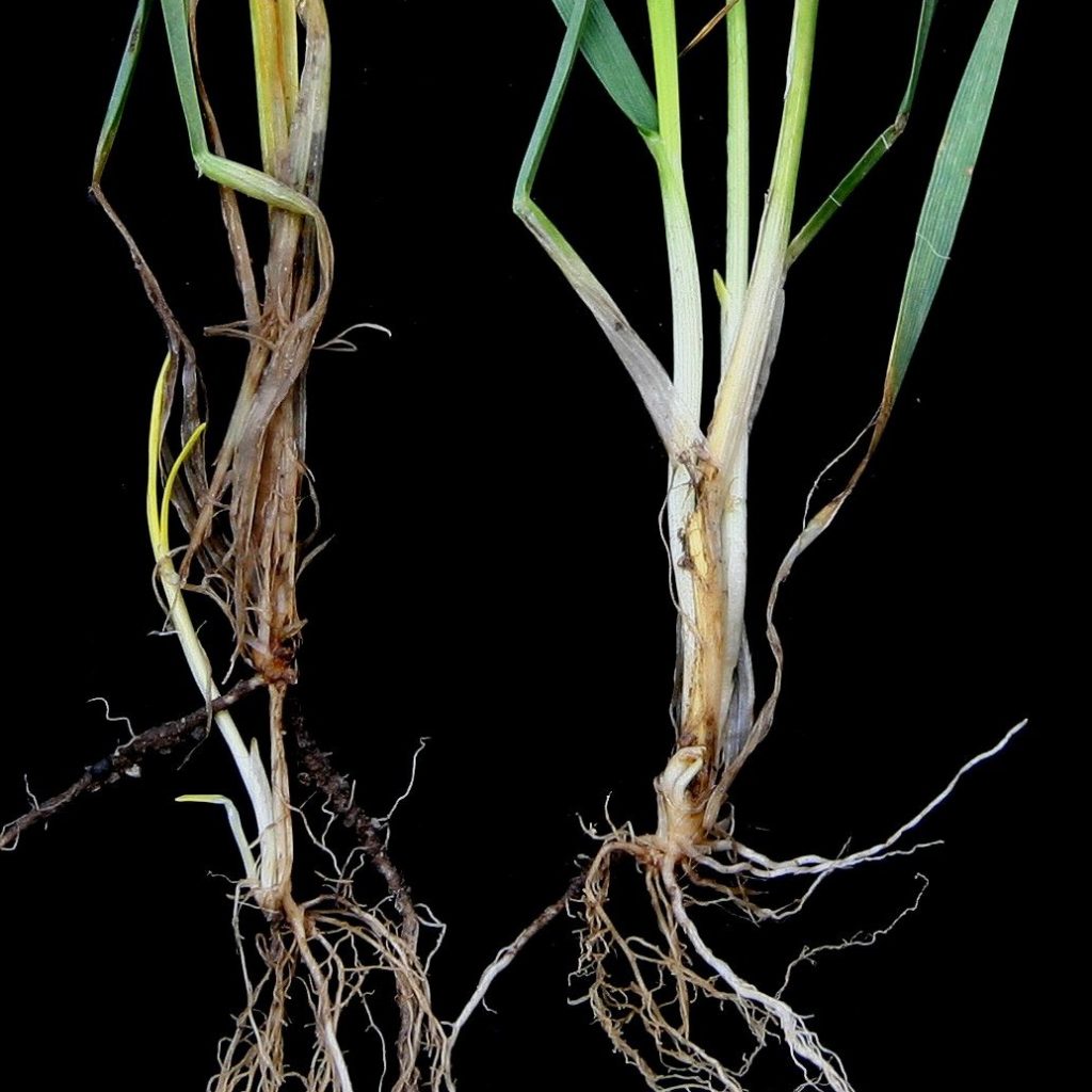 African black beetle – Cesar Australia