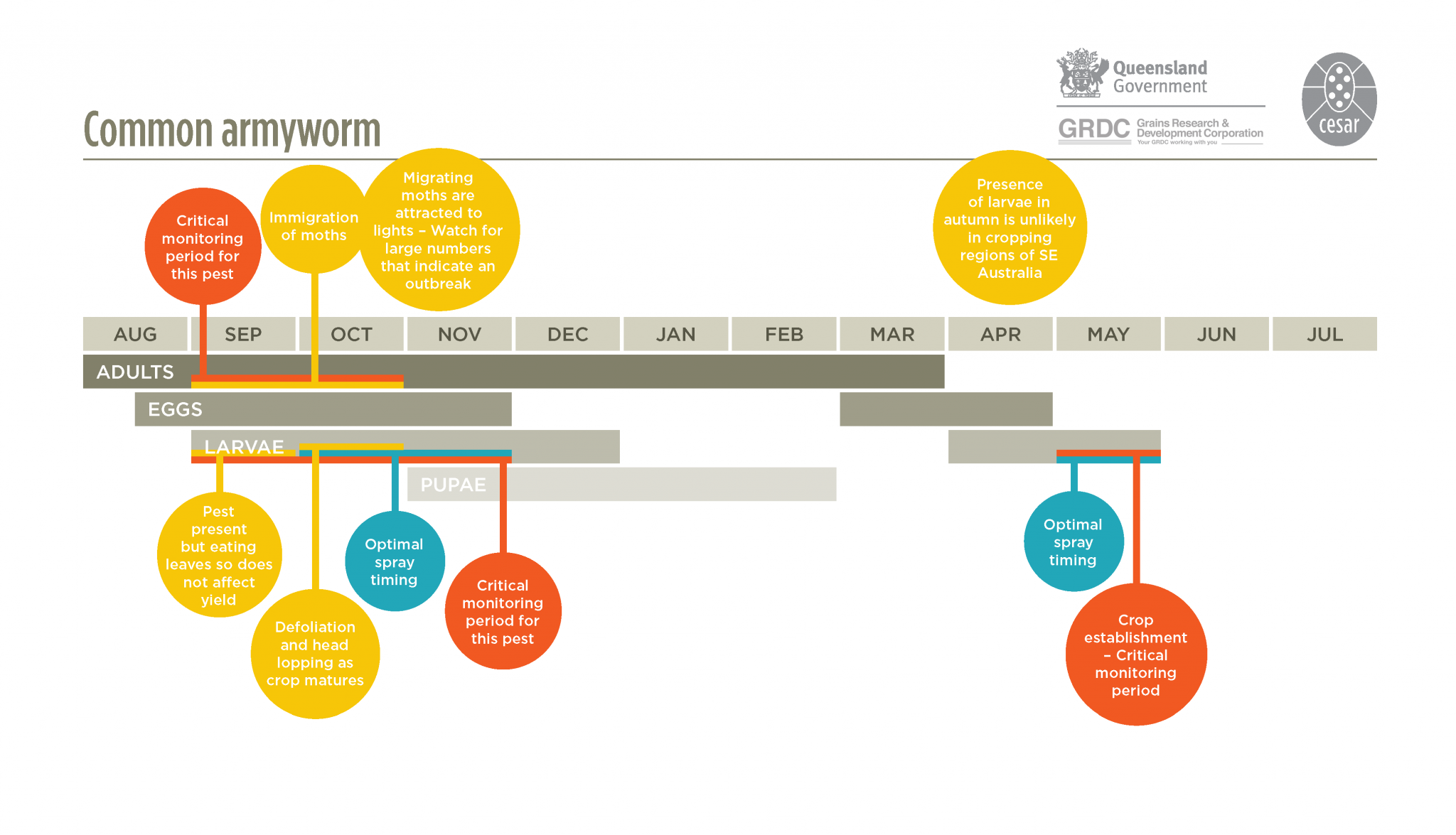 Armyworm – Cesar Australia