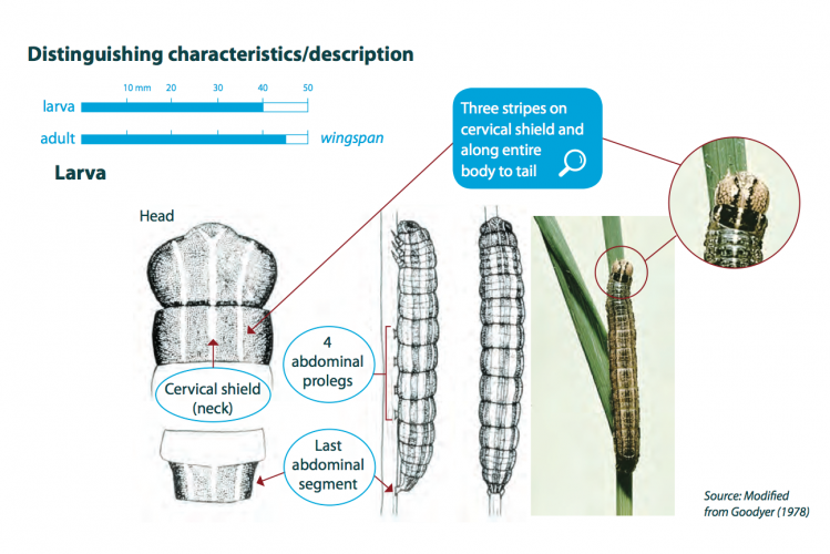 Armyworm – Cesar Australia