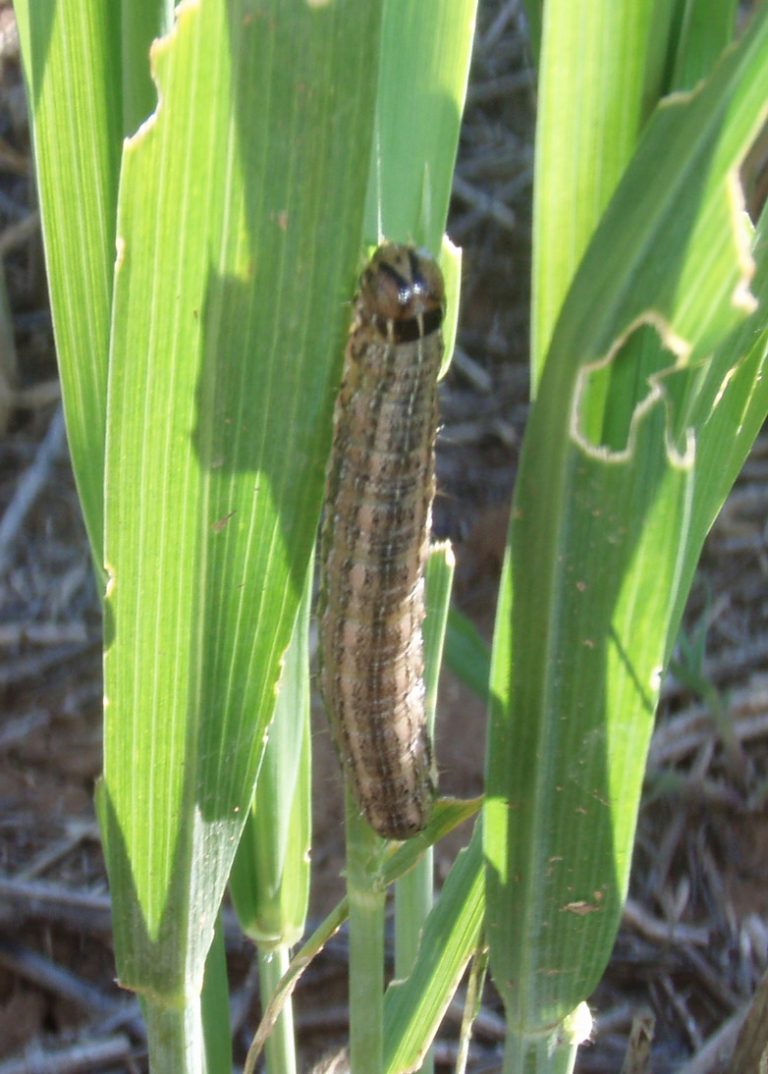 Armyworm – Cesar Australia