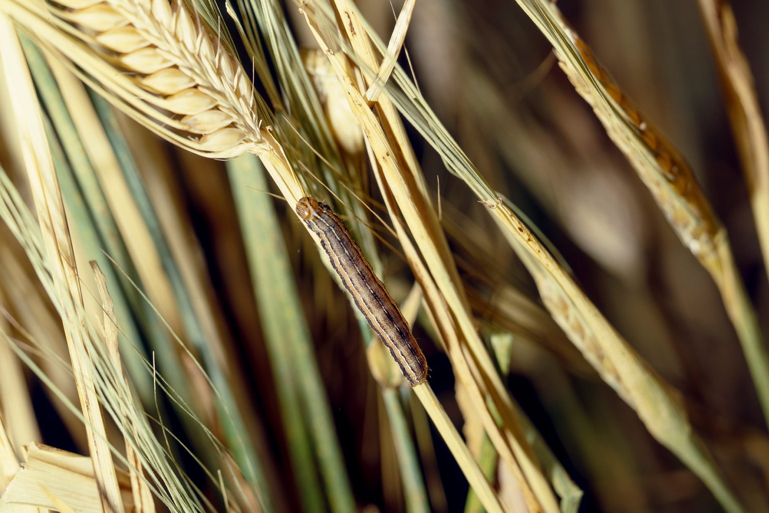 Armyworm – Cesar Australia