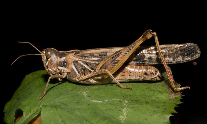 Grasshoppers, Crickets & Locusts – Cesar Australia