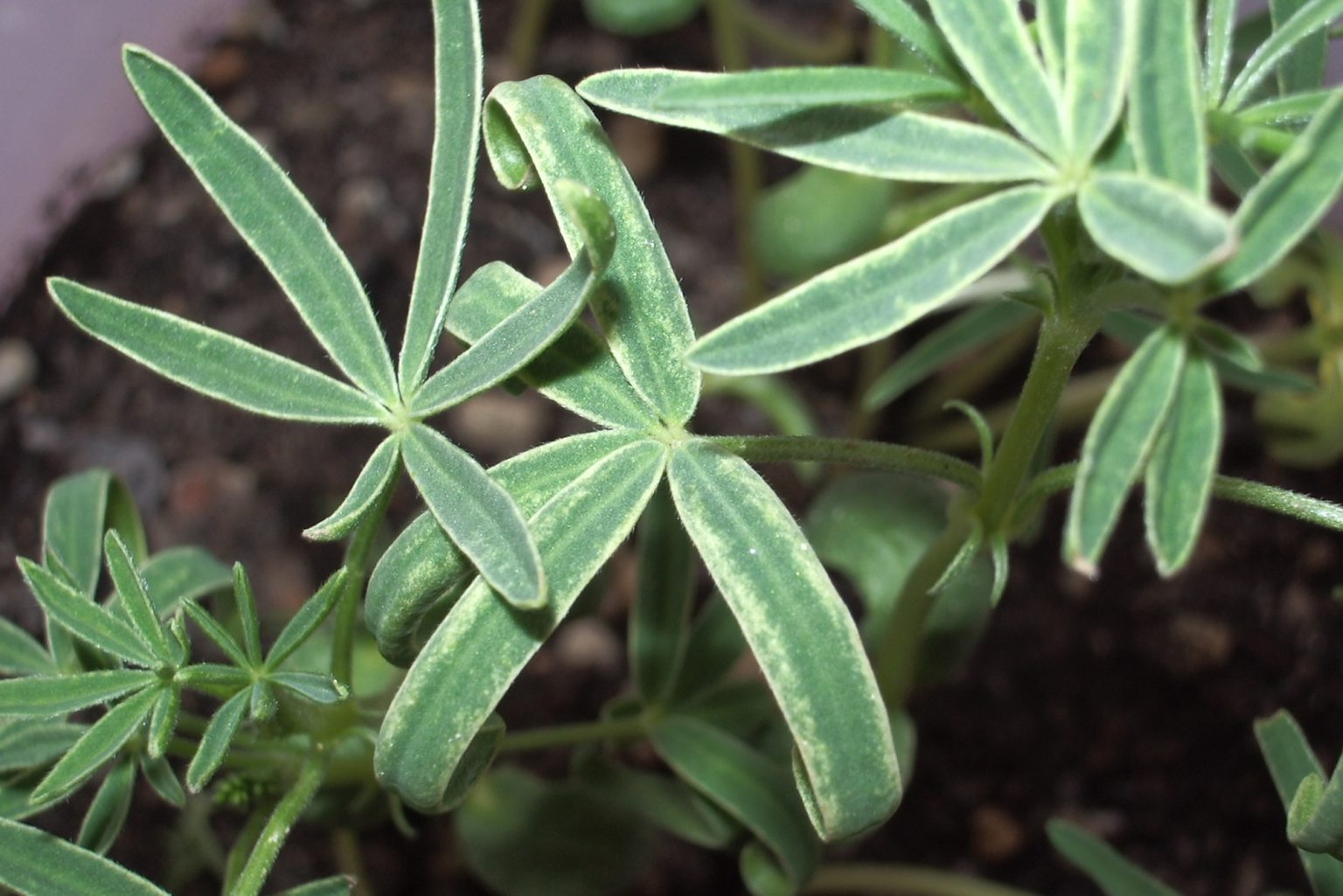 Balaustium mite – Cesar Australia