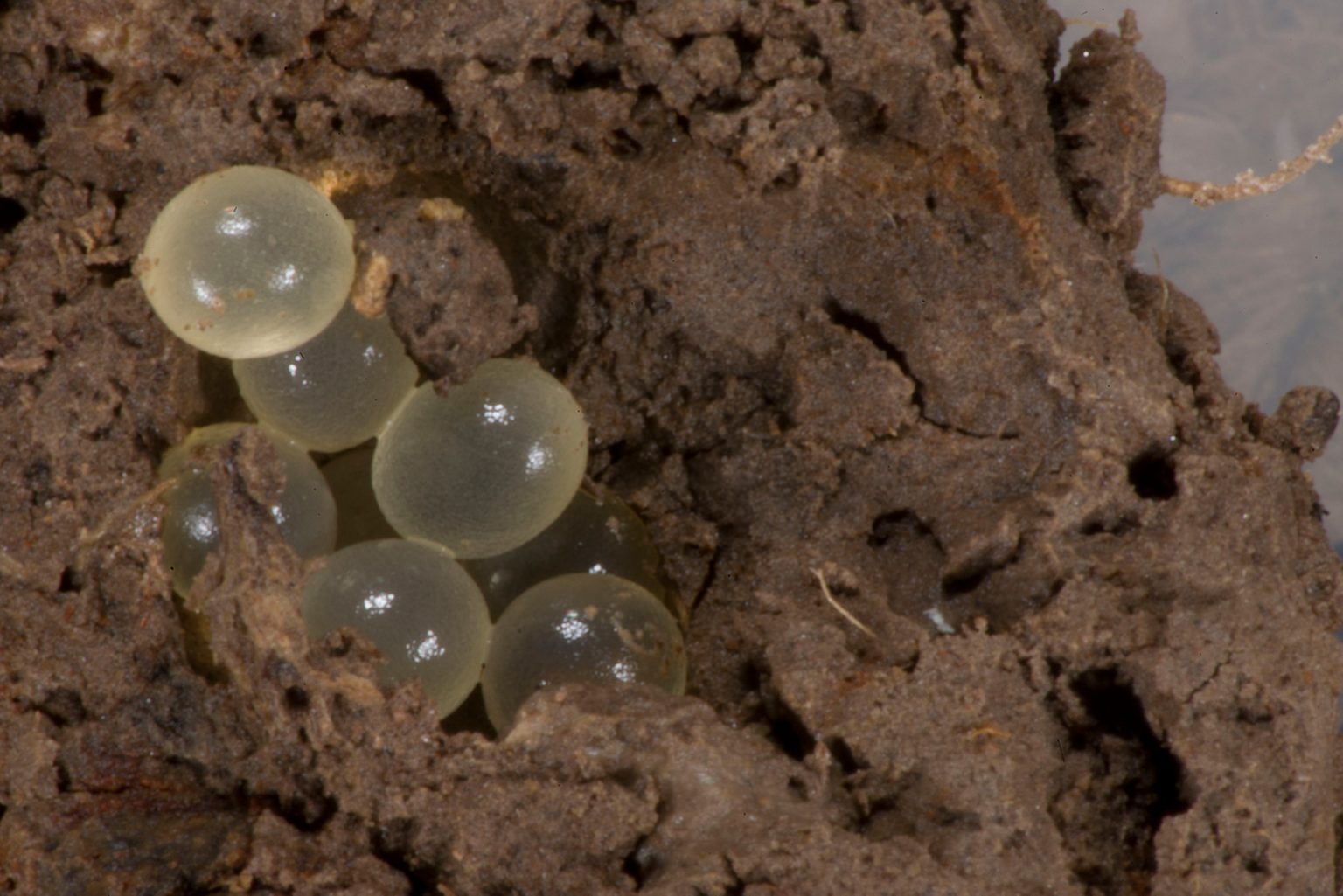 Black keeled slug – Cesar Australia