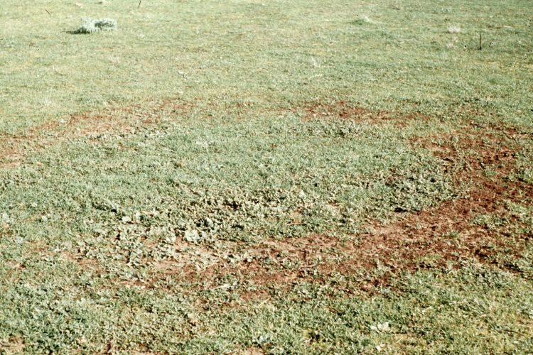 Blackheaded pasture cockchafer – Cesar Australia