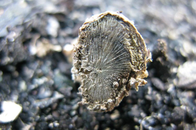 Blackleg disease of canola in 2016 – Cesar Australia