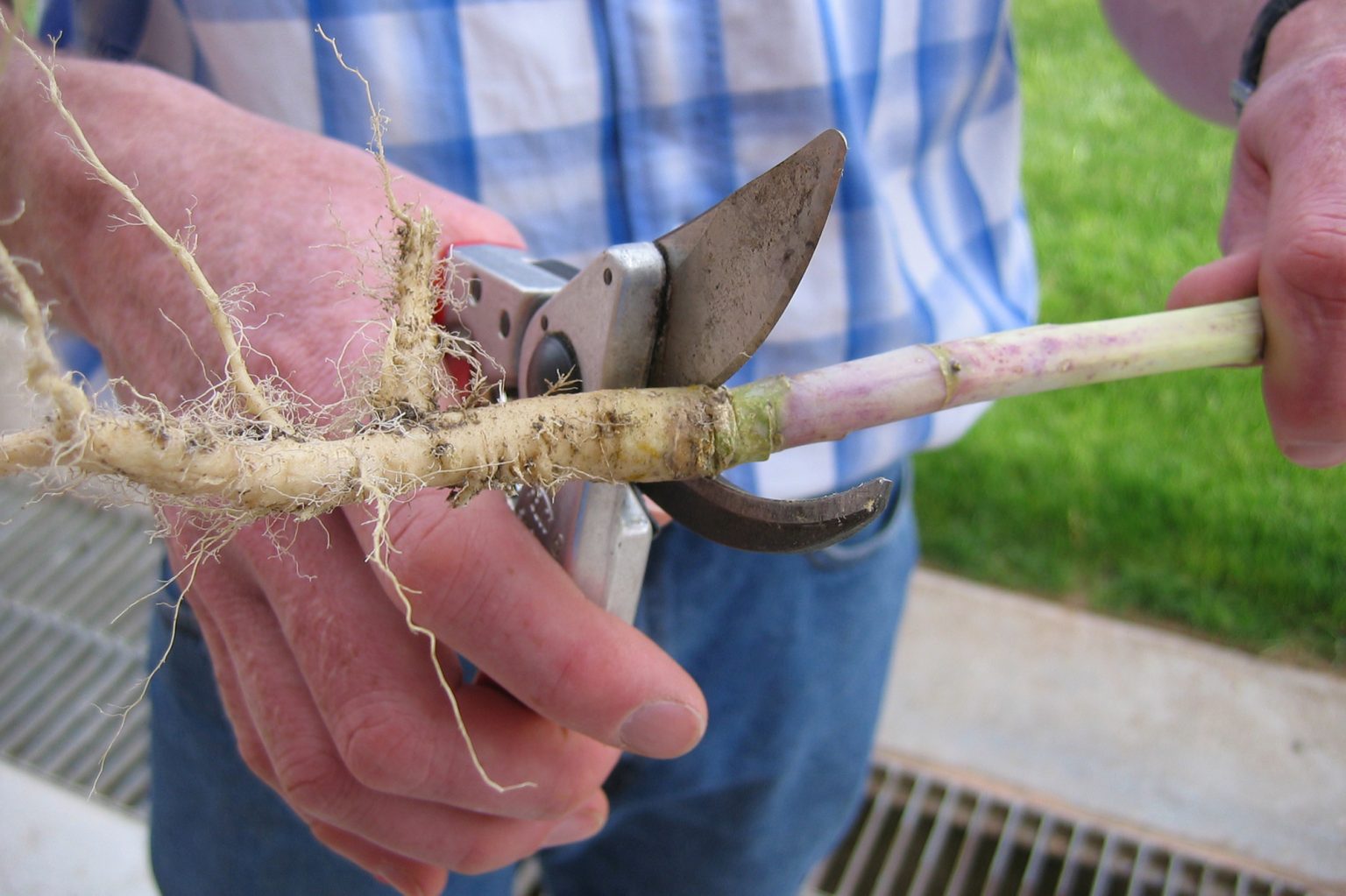 Blackleg disease of canola in 2016 – Cesar Australia