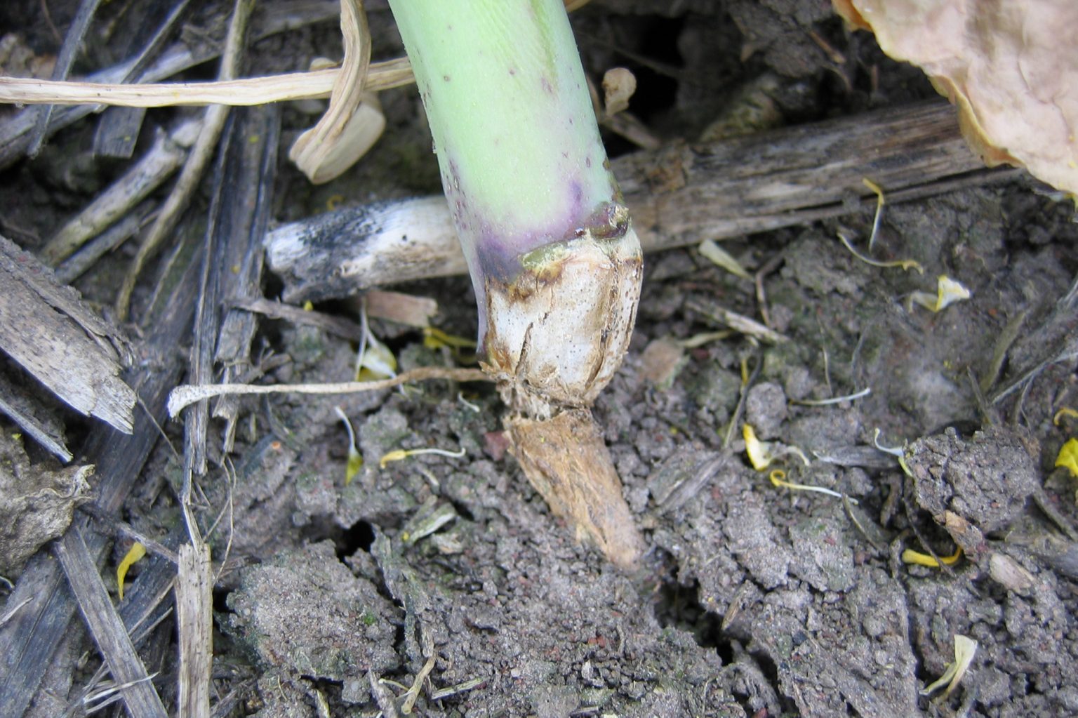 Blackleg disease of canola in 2016 – Cesar Australia