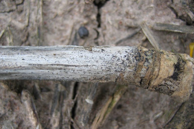 Blackleg disease of canola in 2016 – Cesar Australia