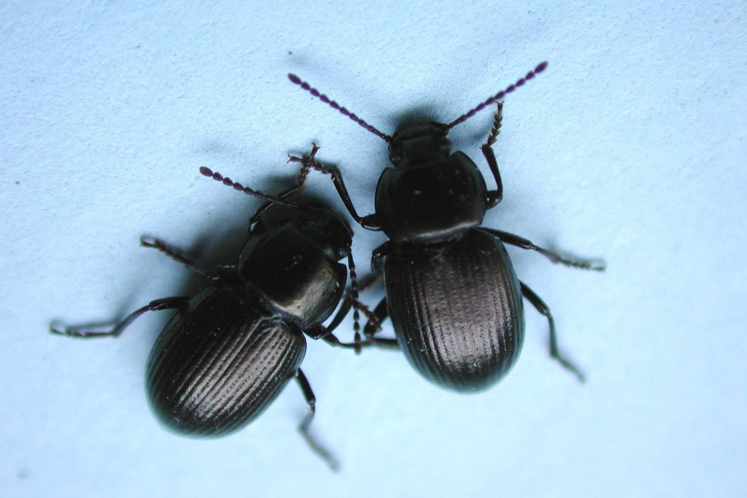 Bronzed field beetle – Cesar Australia