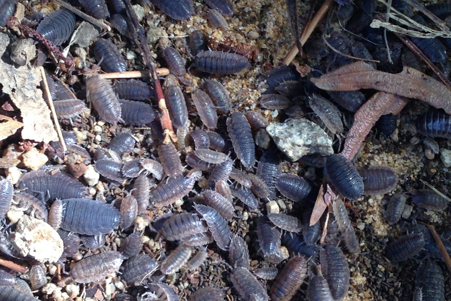 Pill bug and common rough woodlouse – Cesar Australia