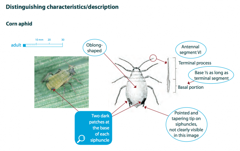 Corn aphid – Cesar Australia