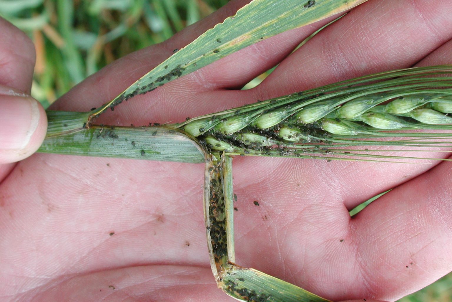 Corn aphids in wheat heads – Cesar Australia