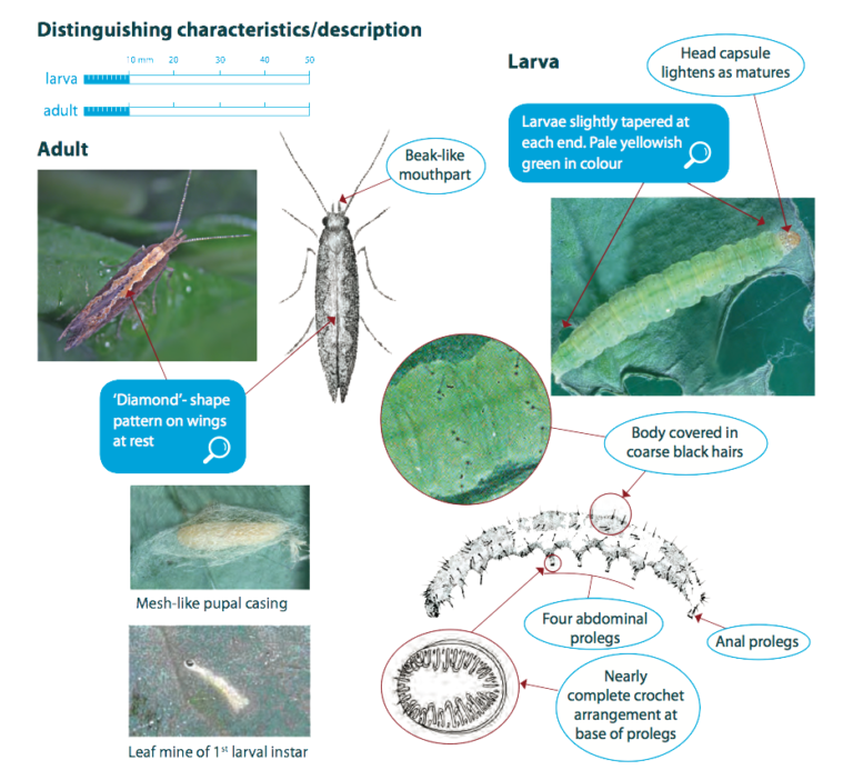 Diamondback moth characteristics – Cesar Australia