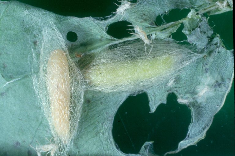 Diamondback moth pupae – Cesar Australia