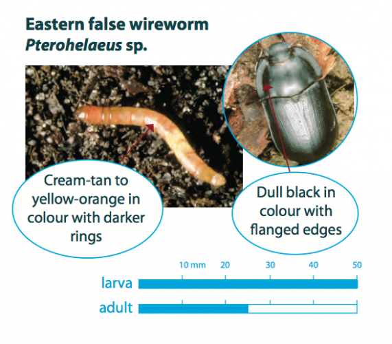 Eastern false wireworm – Cesar Australia
