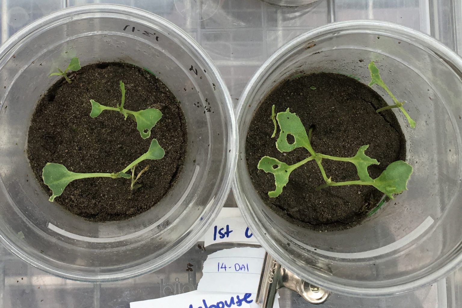 European earwig – Cesar Australia