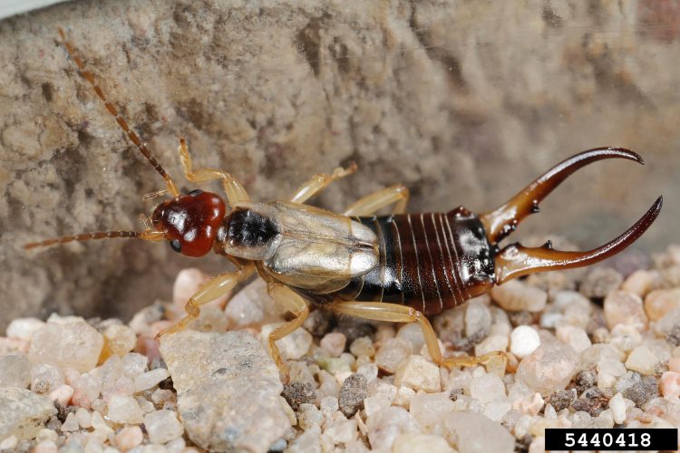 European earwig – Cesar Australia