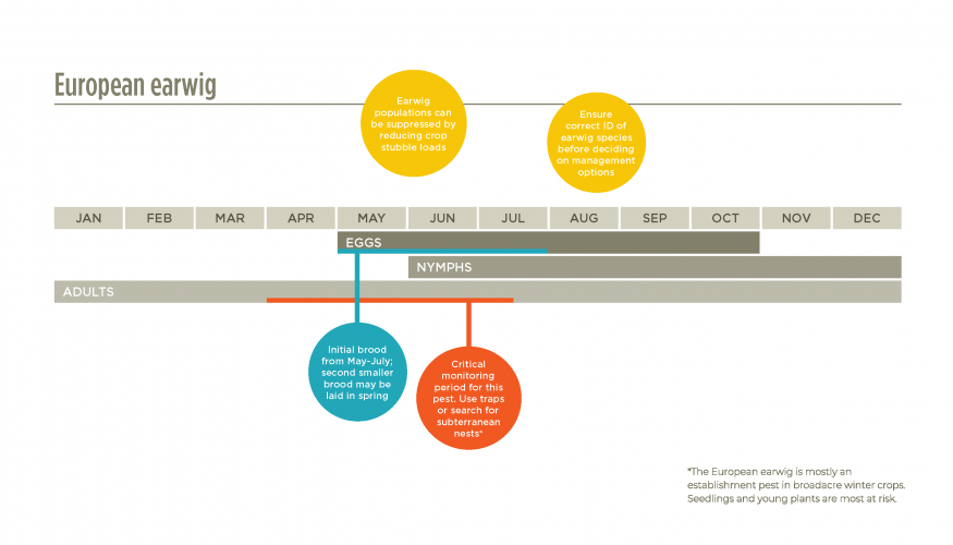 European earwig – Cesar Australia
