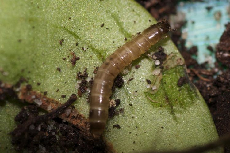 Grey false wireworm – Cesar Australia