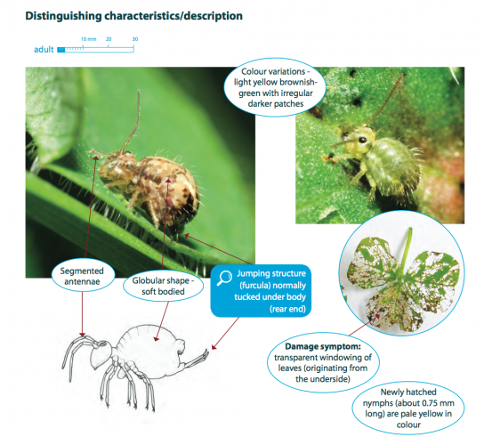 Lucerne flea – Cesar Australia