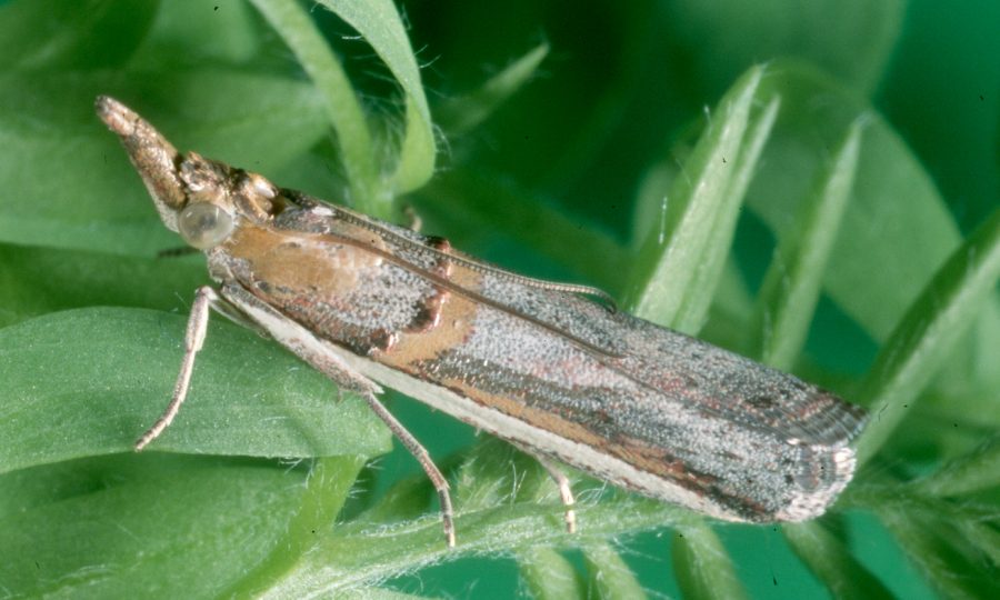 Lucerne seed web moth or Etiella – Cesar Australia