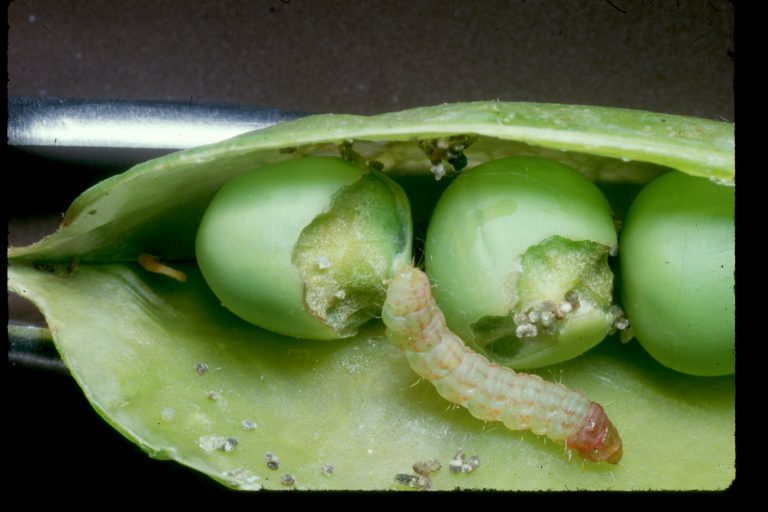 Lucerne seed web moth or Etiella – Cesar Australia