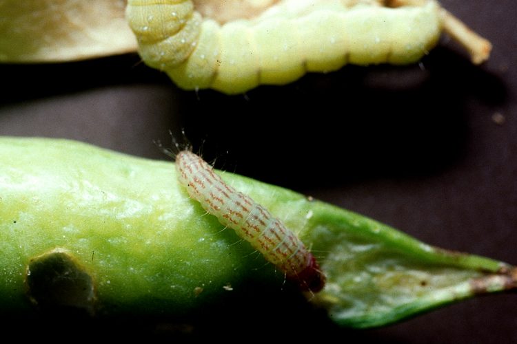 Lucerne seed web moth or Etiella – Cesar Australia