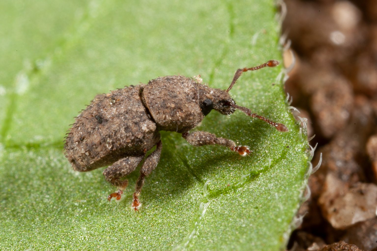 Weevil pests abound but how to distinguish them? – Cesar Australia